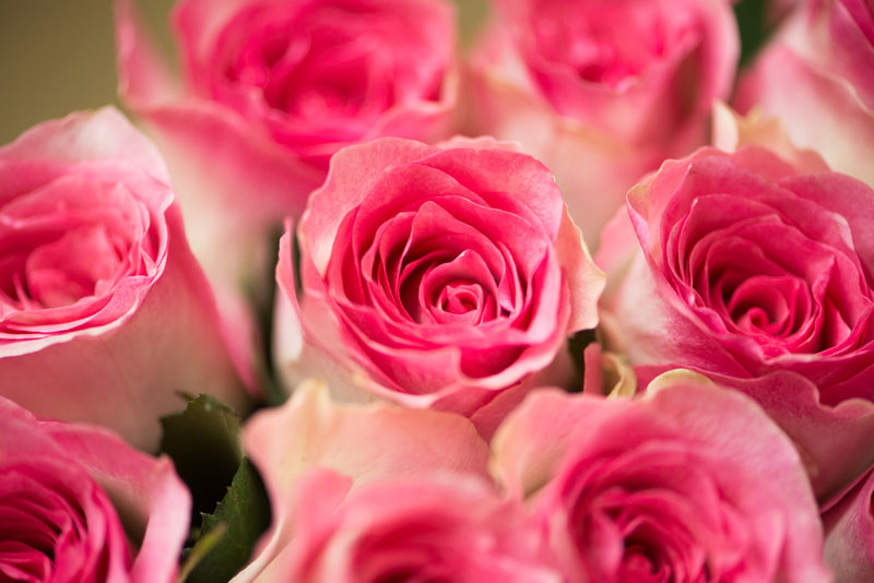 Comment conserver les roses ? 6 astuces pour faire durer votre bouquet ...